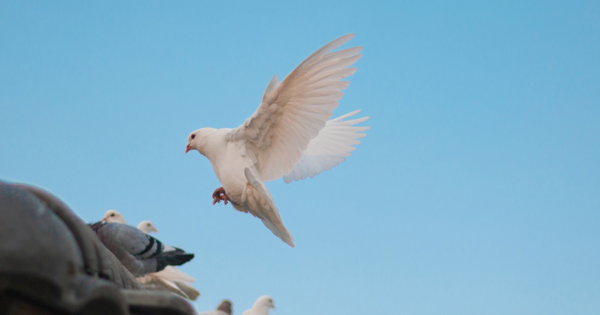 What Was That? Fake Birds in the Media | Northwest University