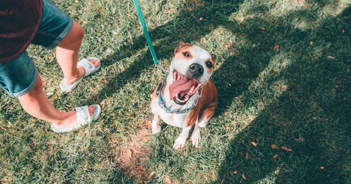 Social Petworking: Playful Dos and Don’ts | Northwest University